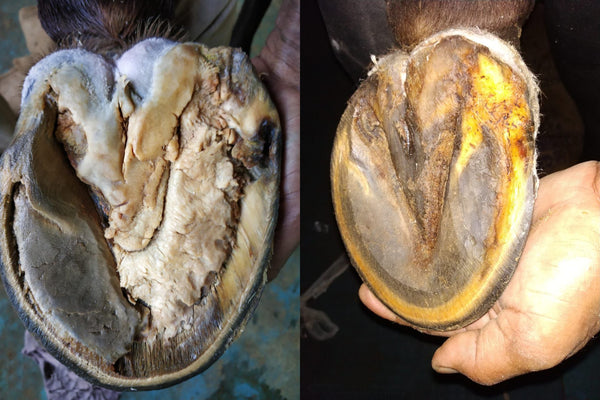 SureShot EQ Hoof Treatment - Hoof Trimmer Supply